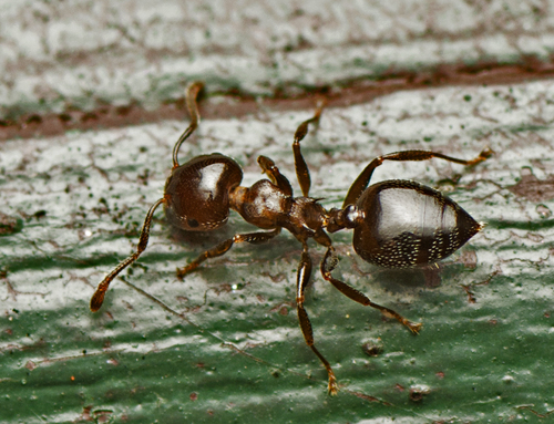 Crematogaster cornigera · iNaturalist