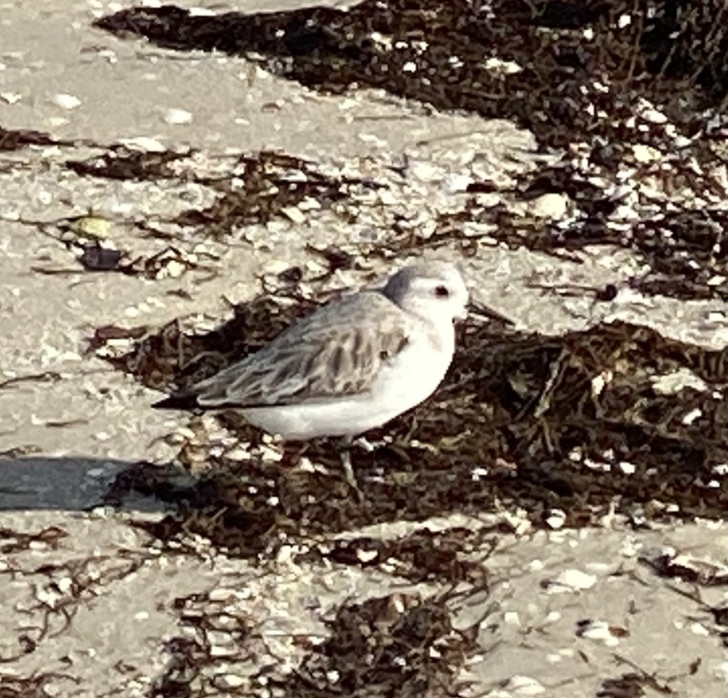Sanderling from Gulfport, FL, USA on December 05, 2021 at 02:58 PM by ...