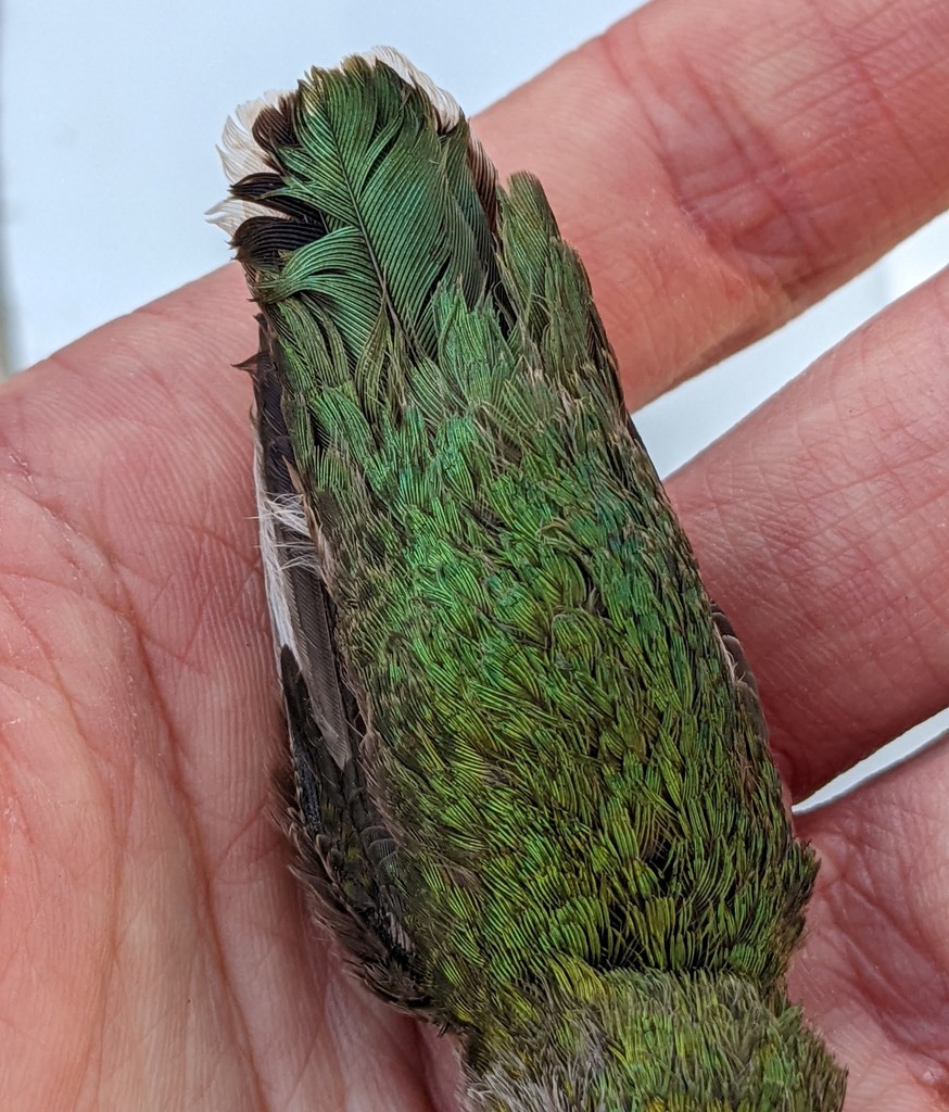 Colibrí cabeza roja (Aves de Ciudad Victoria) · iNaturalist