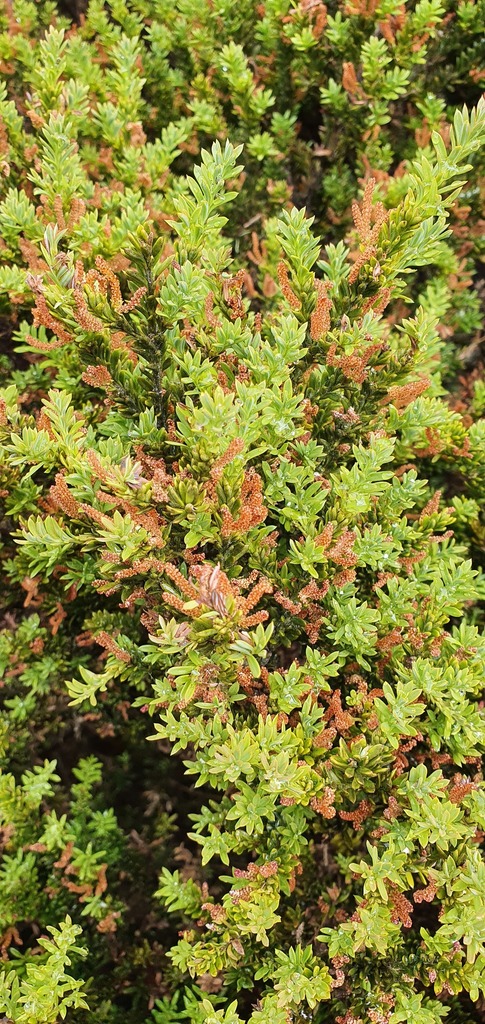 snow totara from Tasman District, Tasman, New Zealand on January 28 ...
