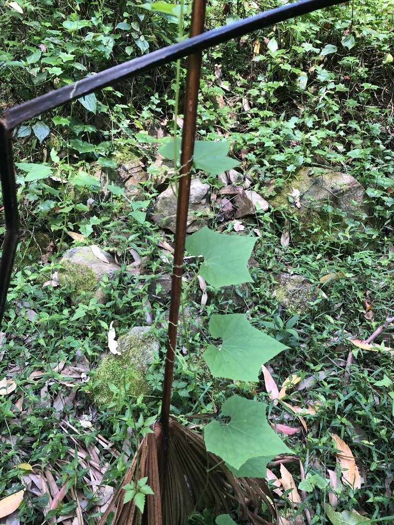 Mawhai from Illawarra Escarpment State Conservation Area, Mount Keira ...