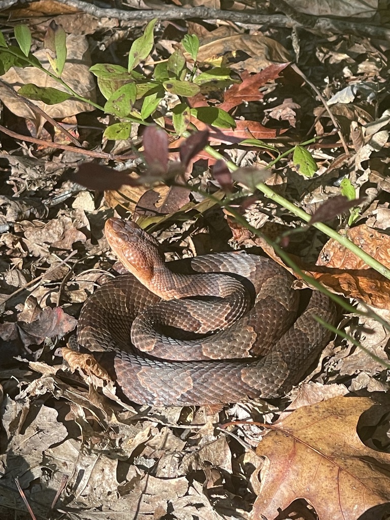 Eastern Copperhead from Breaks Interstate Park, Clintwood, VA, US on ...