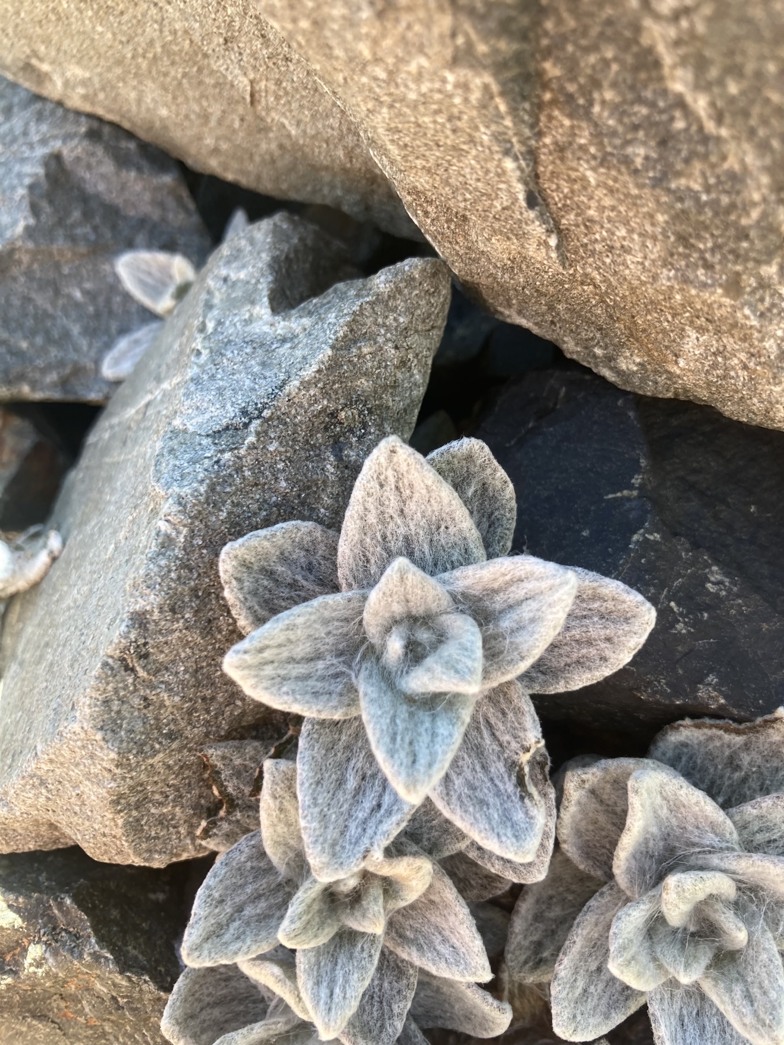 Haastia sinclairii Hook.fil.