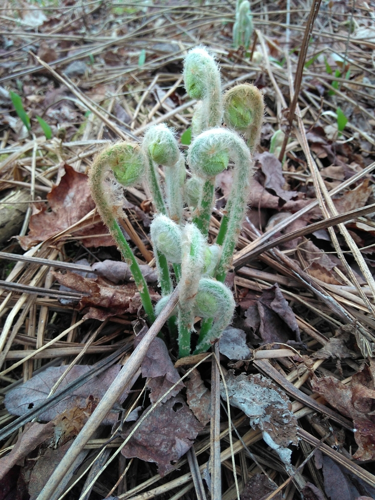 interrupted fern from Marston, QC G0Y, Canada on May 10, 2018 at 02:35 ...