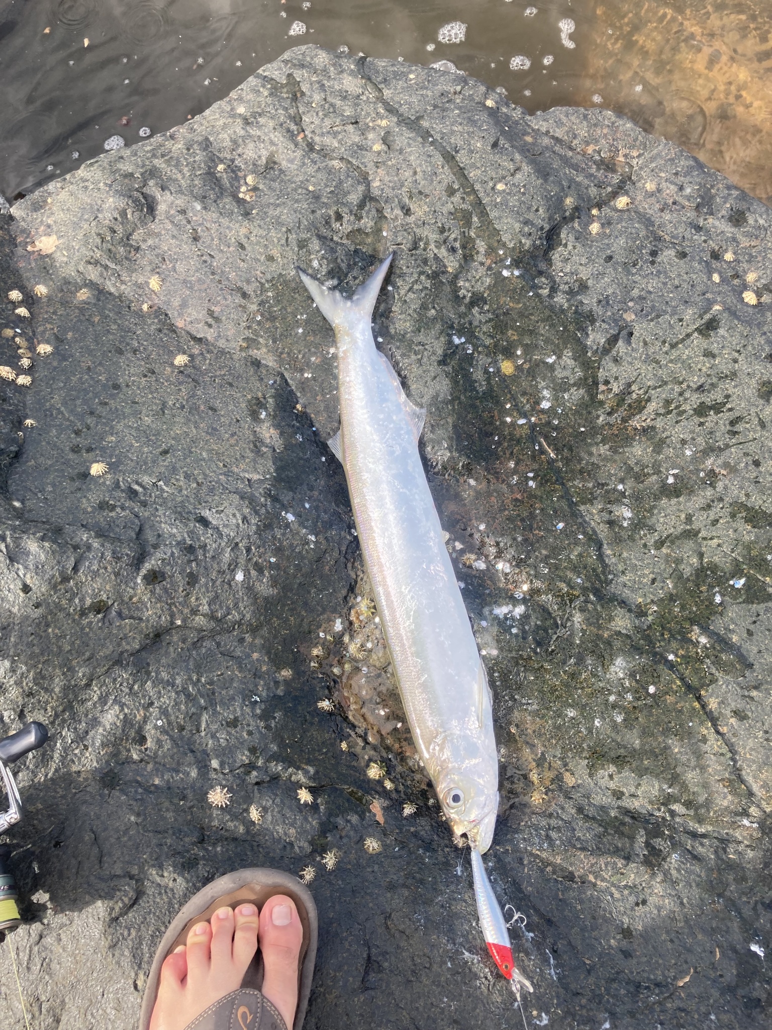 Chirocentrus Cuvier, 1816