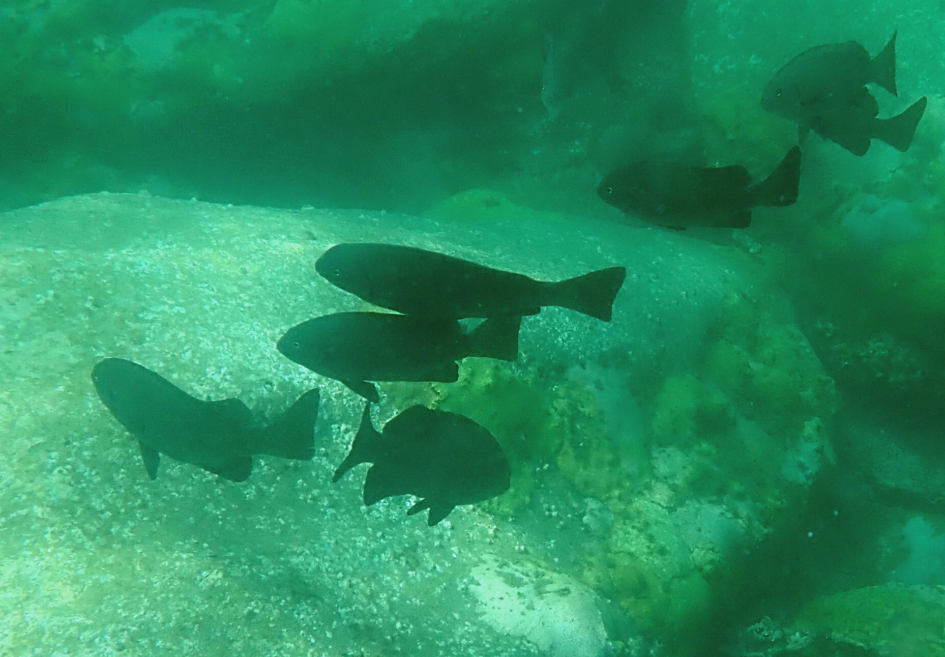 Girella elevata Macleay, 1881