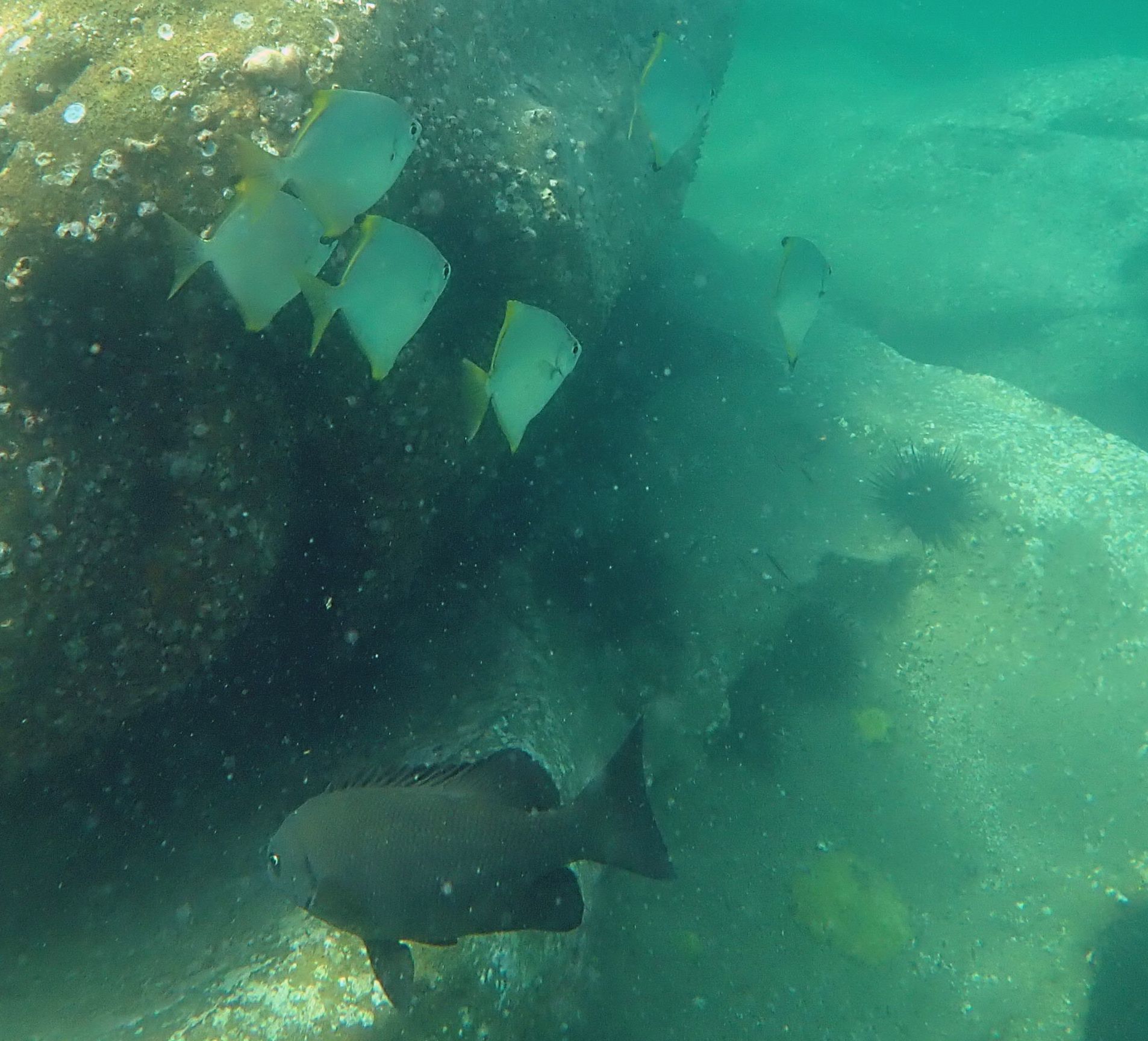 Girella elevata Macleay, 1881