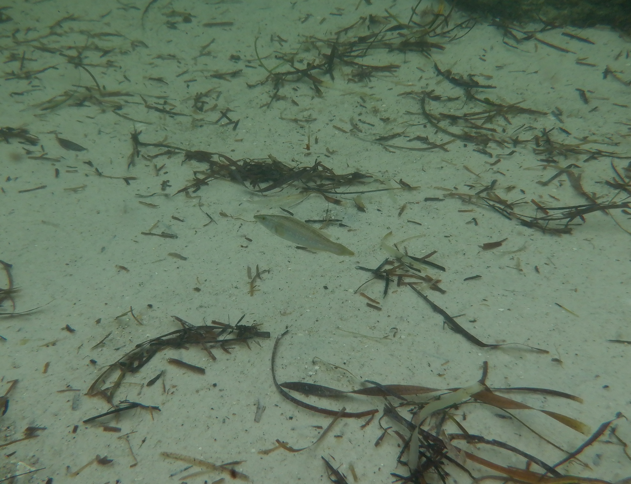 Haletta semifasciata (Valenciennes, 1840)