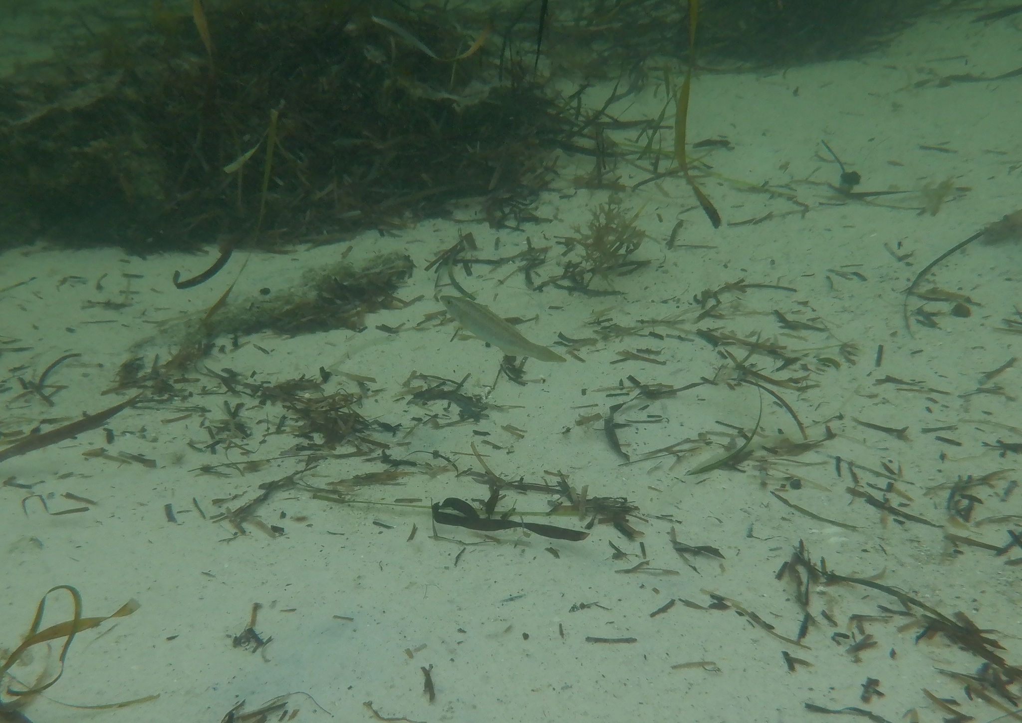 Haletta semifasciata (Valenciennes, 1840)