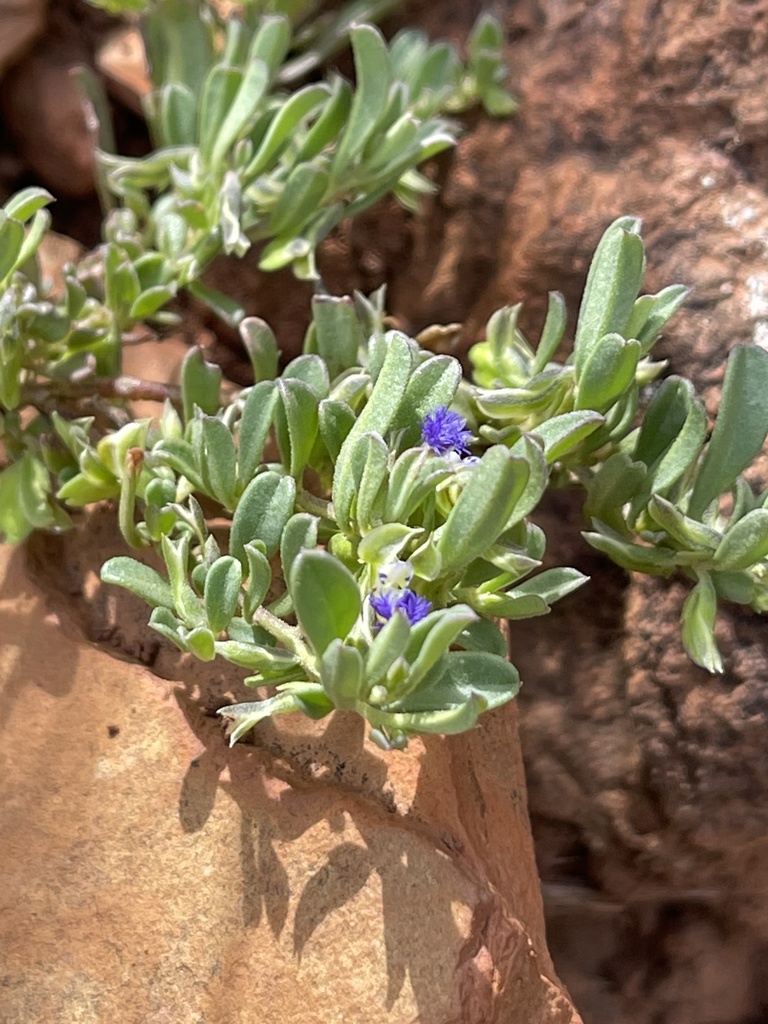 Polygala krumanina (Polygala species of Mpumalanga and Limpopo ...