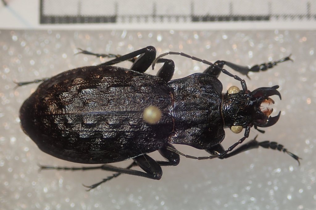 Carabus nodulosus in September 1980 by Dr. Guido Bohne · iNaturalist