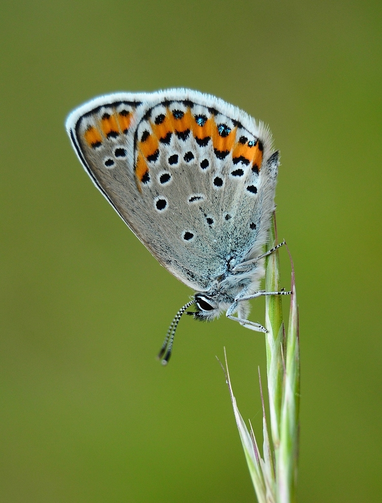 Reverdin's Blue from 93183 Kallmünz, Deutschland on May 13, 2014 at 10: ...