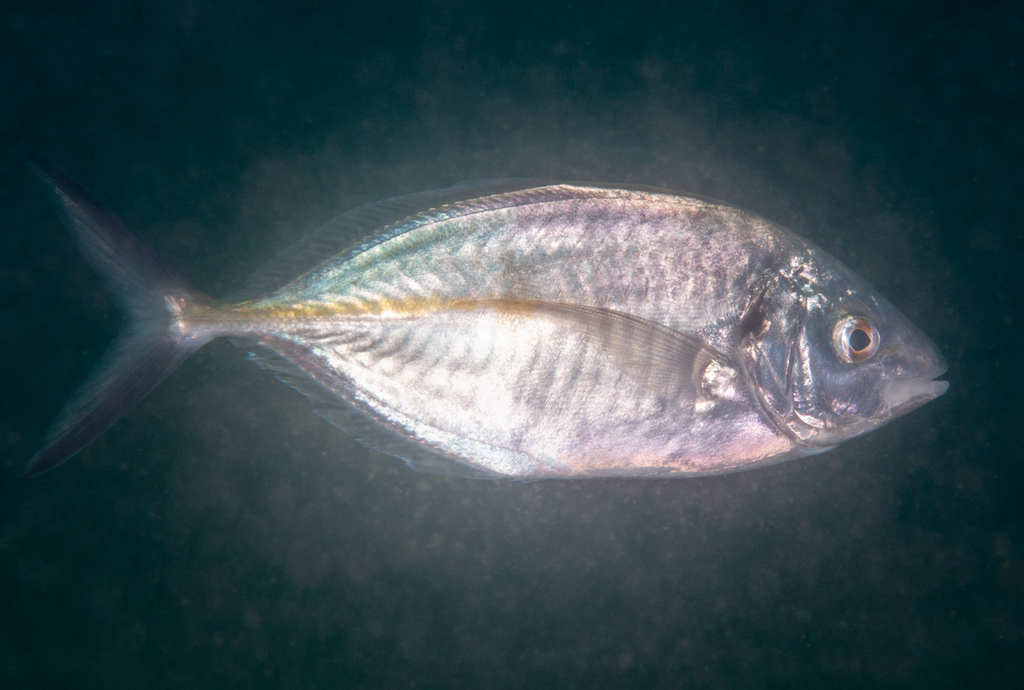 Silver Trevally (Fishes of Chowder Bay, Sydney, Australia) · iNaturalist