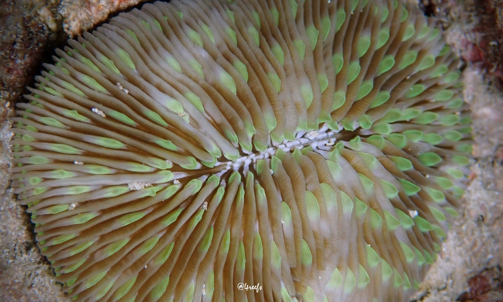 Lobactis scutaria (Lamarck, 1801)