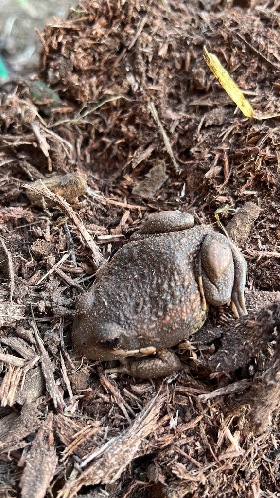 Eastern Banjo Frog from Wentworth Ave, Coolah, NSW, AU on January 30 ...