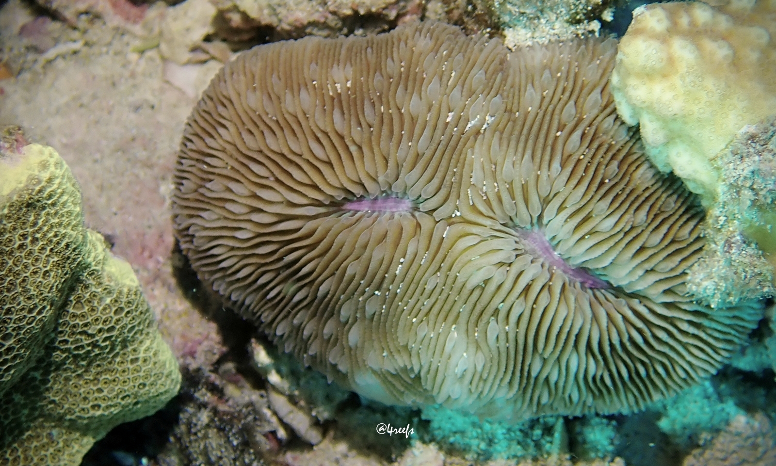 Lobactis scutaria (Lamarck, 1801)