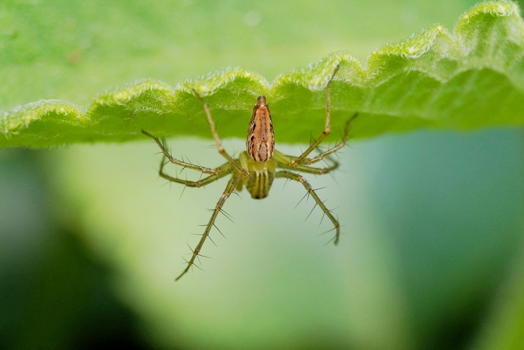 Grass lynx spiders from Madonna of Japan on January 30, 2022 at 01:22 ...