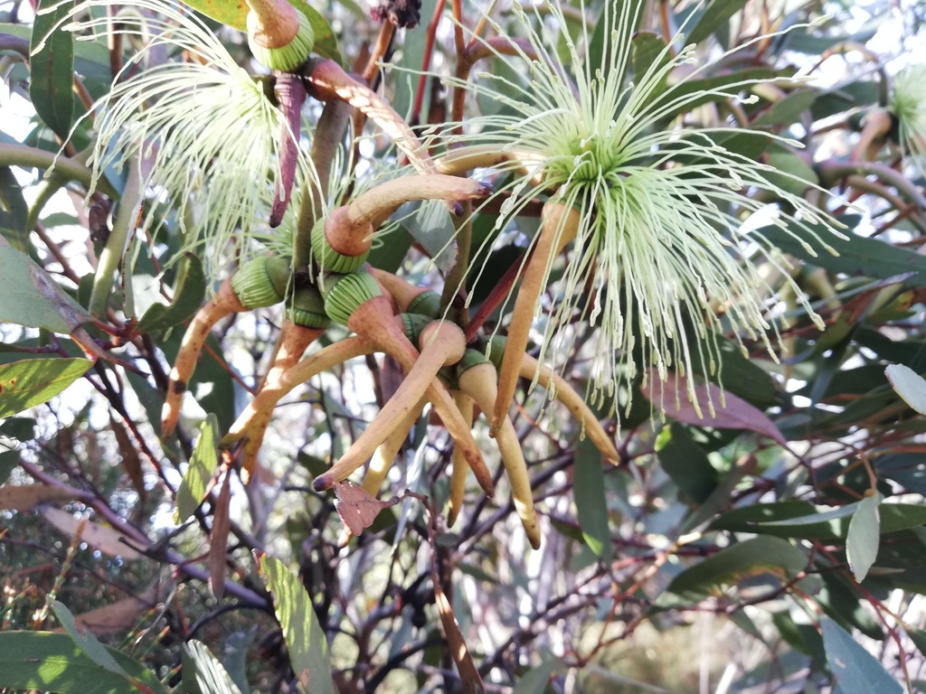 gum trees (Eucalypteae) - Botanical Realm