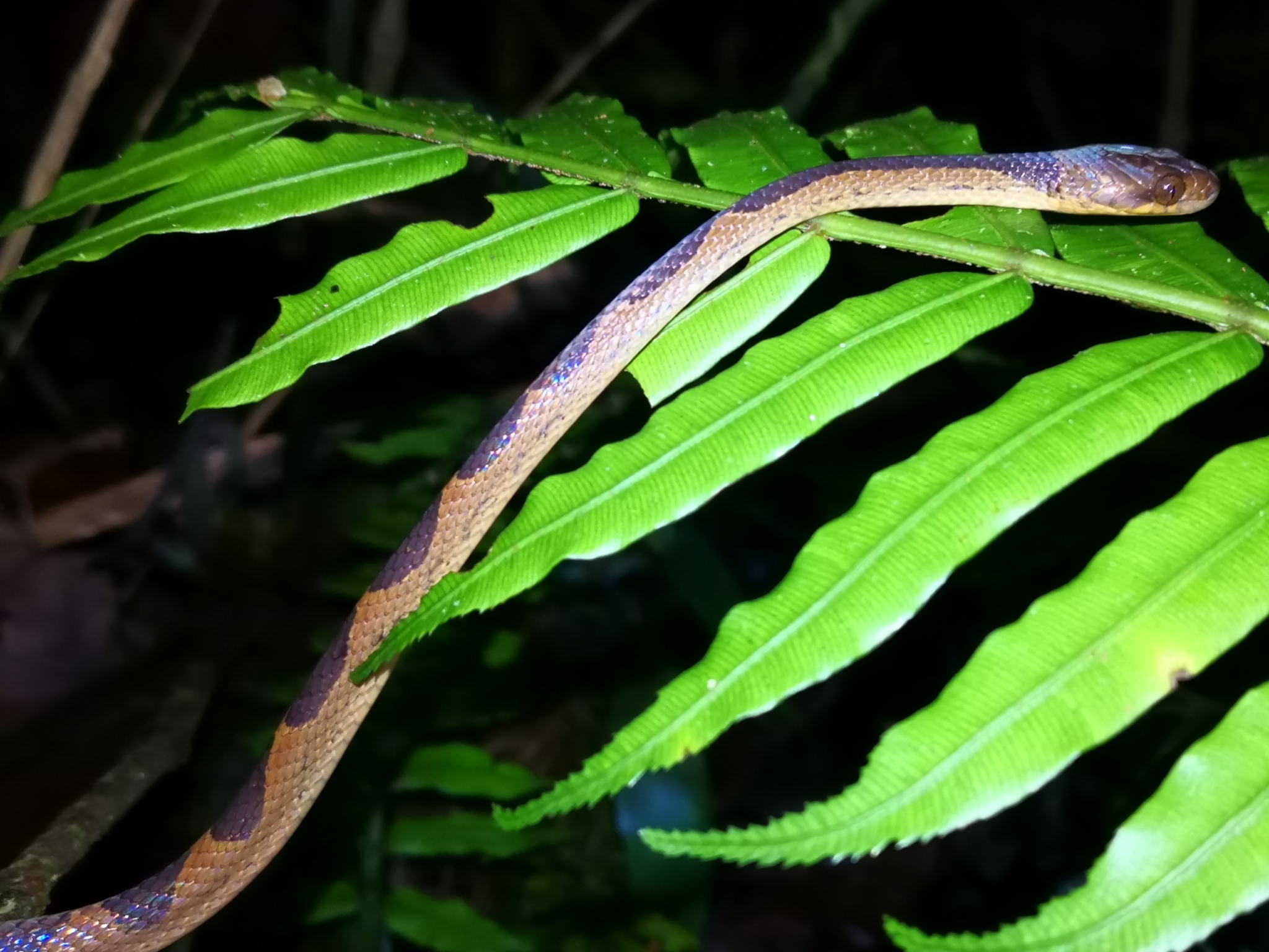 Leptodeira annulata (Linnaeus, 1758)
