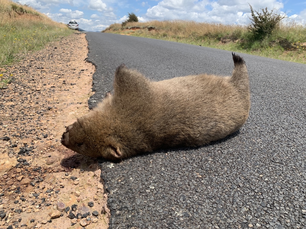 Bare-nosed Wombat from Krawarree NSW 2622, Australia on January 28 ...