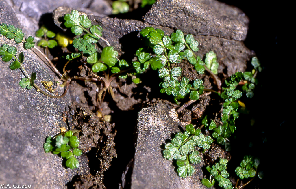Helosciadium bermejoi (Especies en Peligro Crítico de Baleares ...