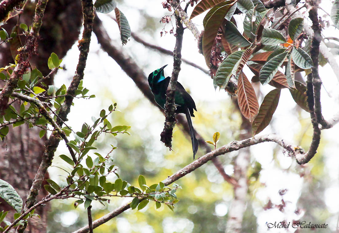 Astrapia splendidissima Rothschild, 1895