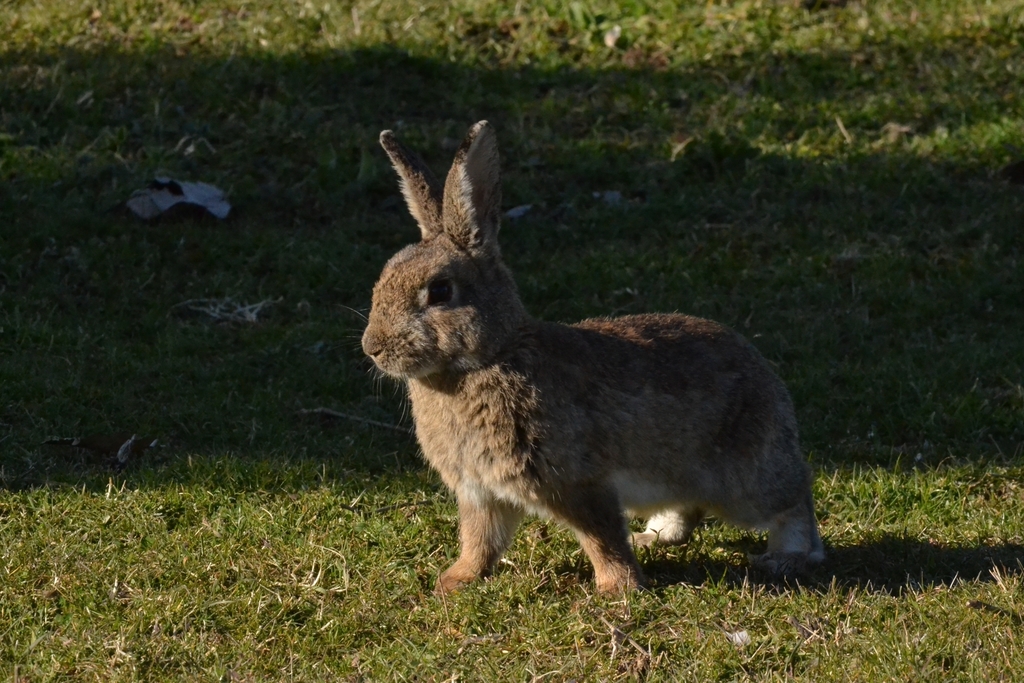 European Rabbit from 00179 Roma RM, Italia on January 29, 2022 at 09:39 ...