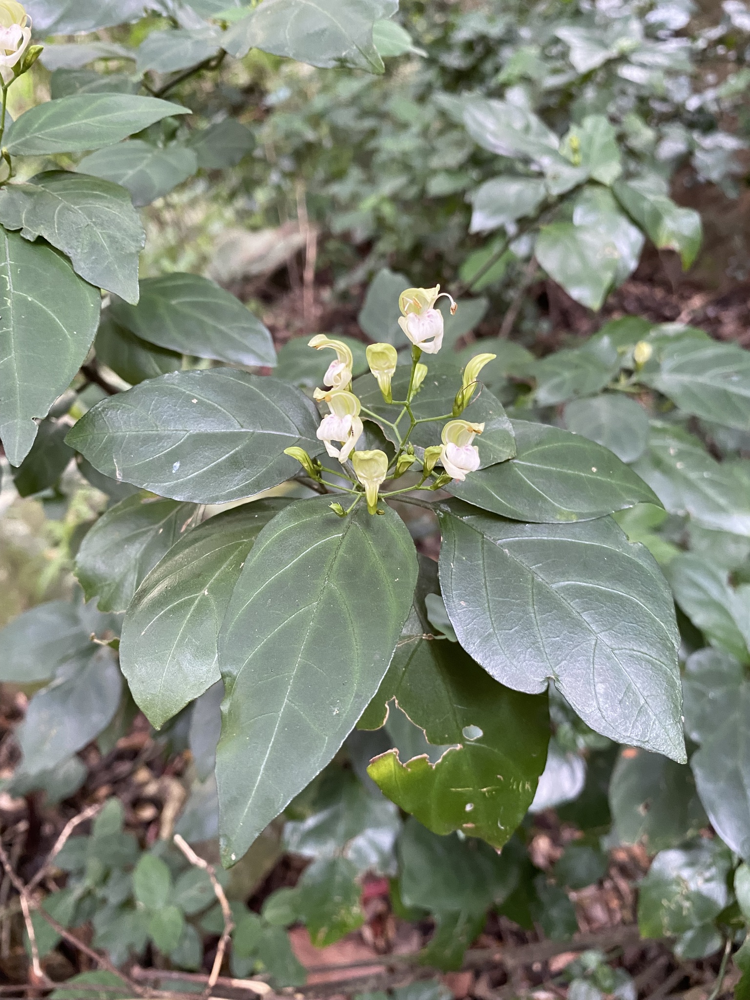 Justicia campylostemon (Nees) T.Anderson