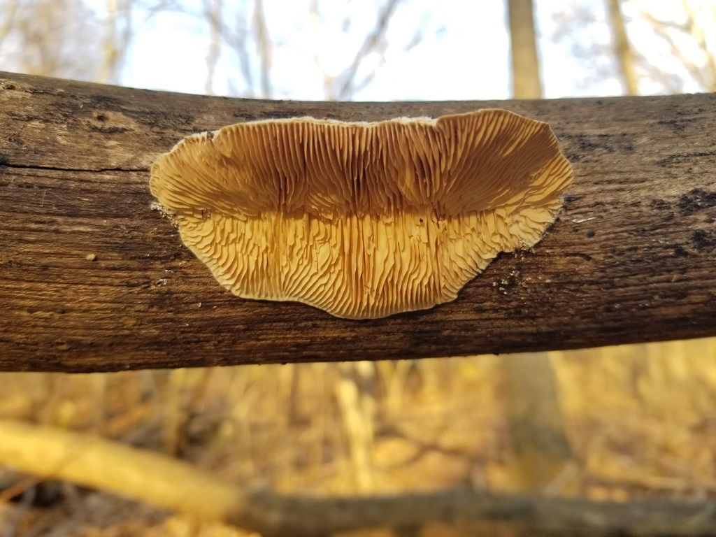 Gilled Polypore from Kirkwood, MO 63122, USA on December 27, 2021 at 07 ...