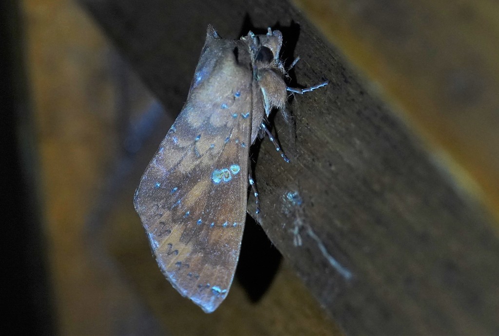 Hapigia from Potaro-Siparuni, Guyana on January 17, 2022 at 04:29 AM by ...