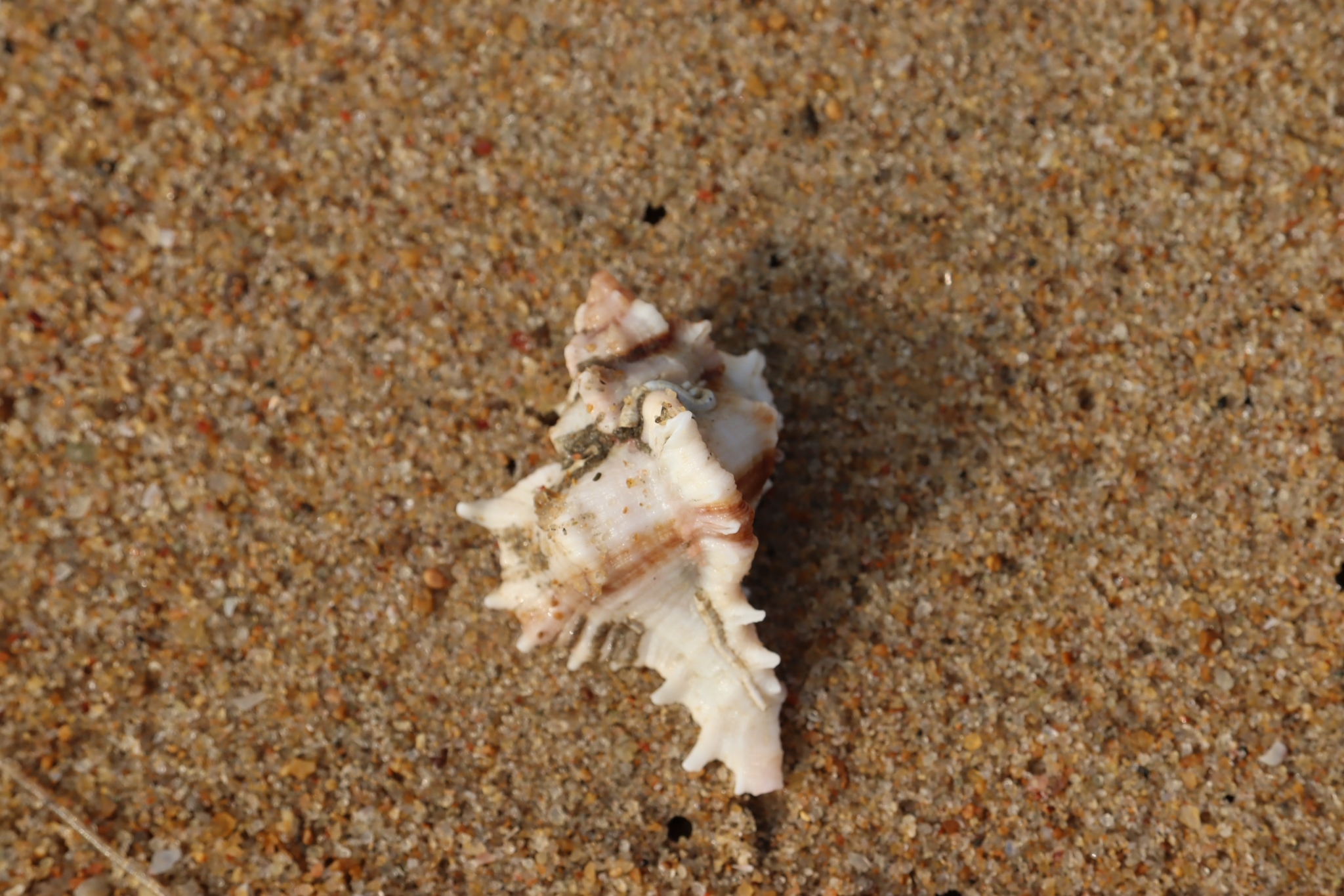 Chicoreus virgineus (Röding, 1798)