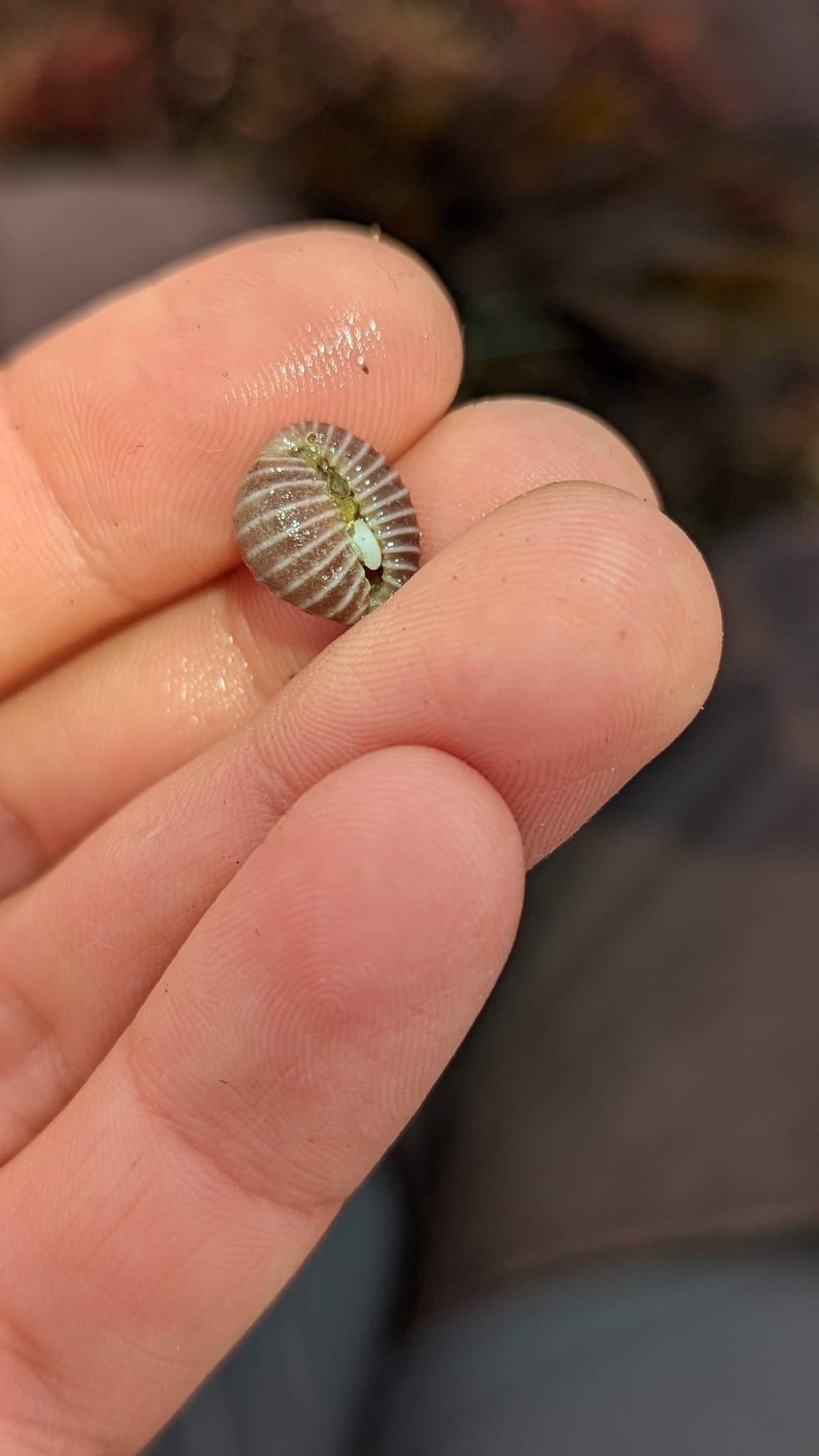 Pseudopusula californiana (Gray, 1827)