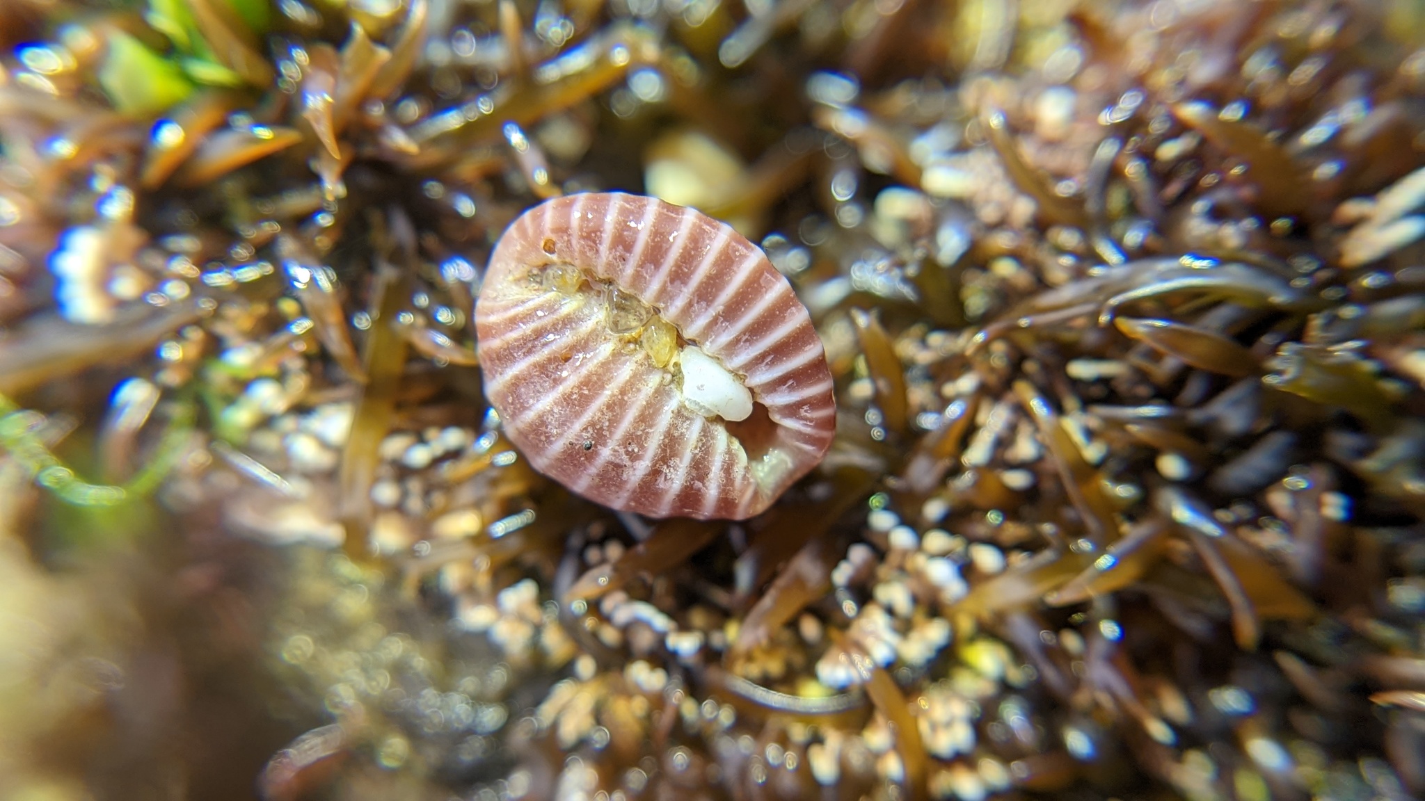 Pseudopusula californiana (Gray, 1827)
