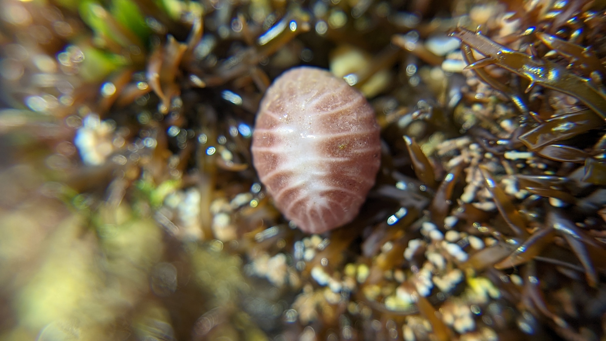 Pseudopusula californiana (Gray, 1827)