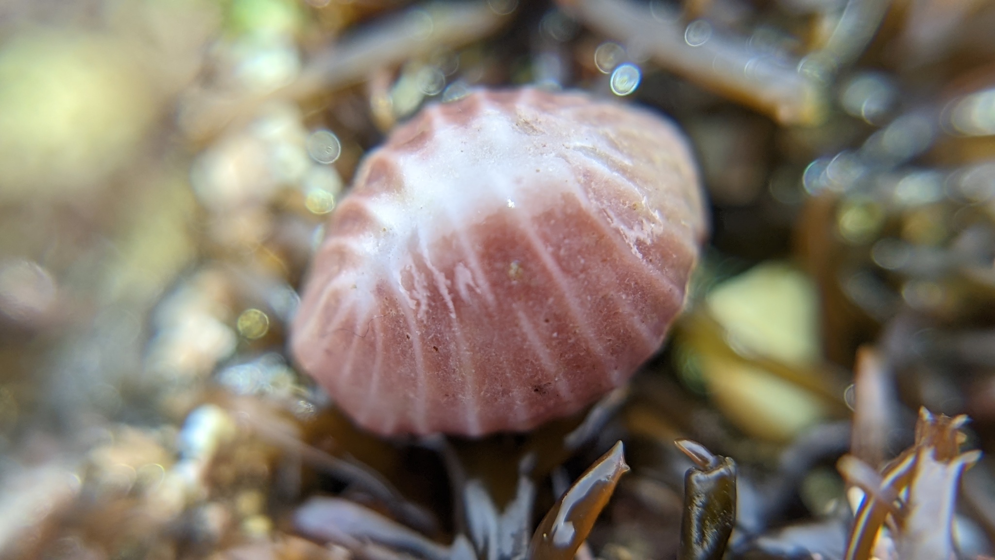 Pseudopusula californiana (Gray, 1827)