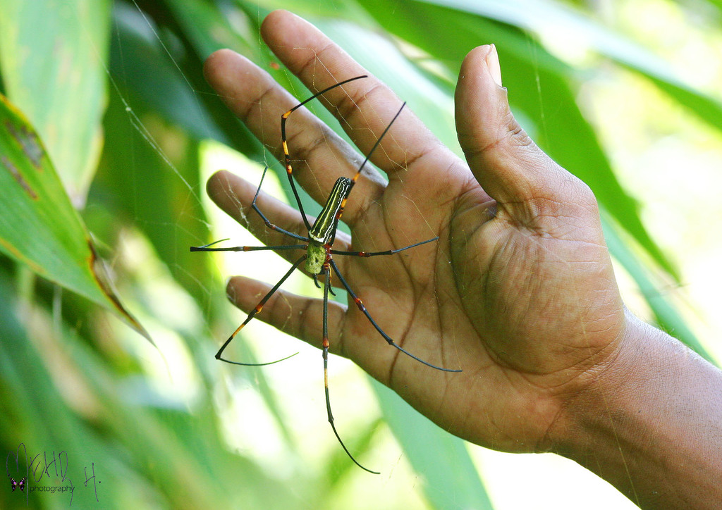 Giant Golden Orbweaver from Biak, Papua, Indonesien on March 23, 2005 ...