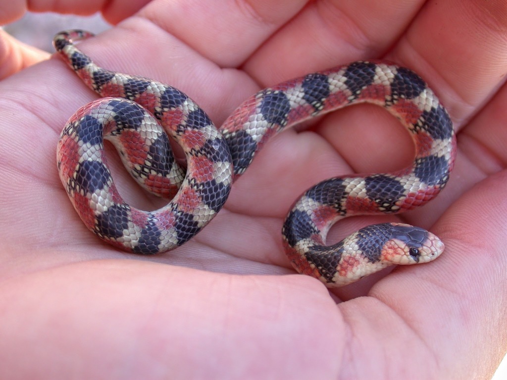 Thornscrub Hook-nosed Snake in August 2002 by MC Barnhart · iNaturalist