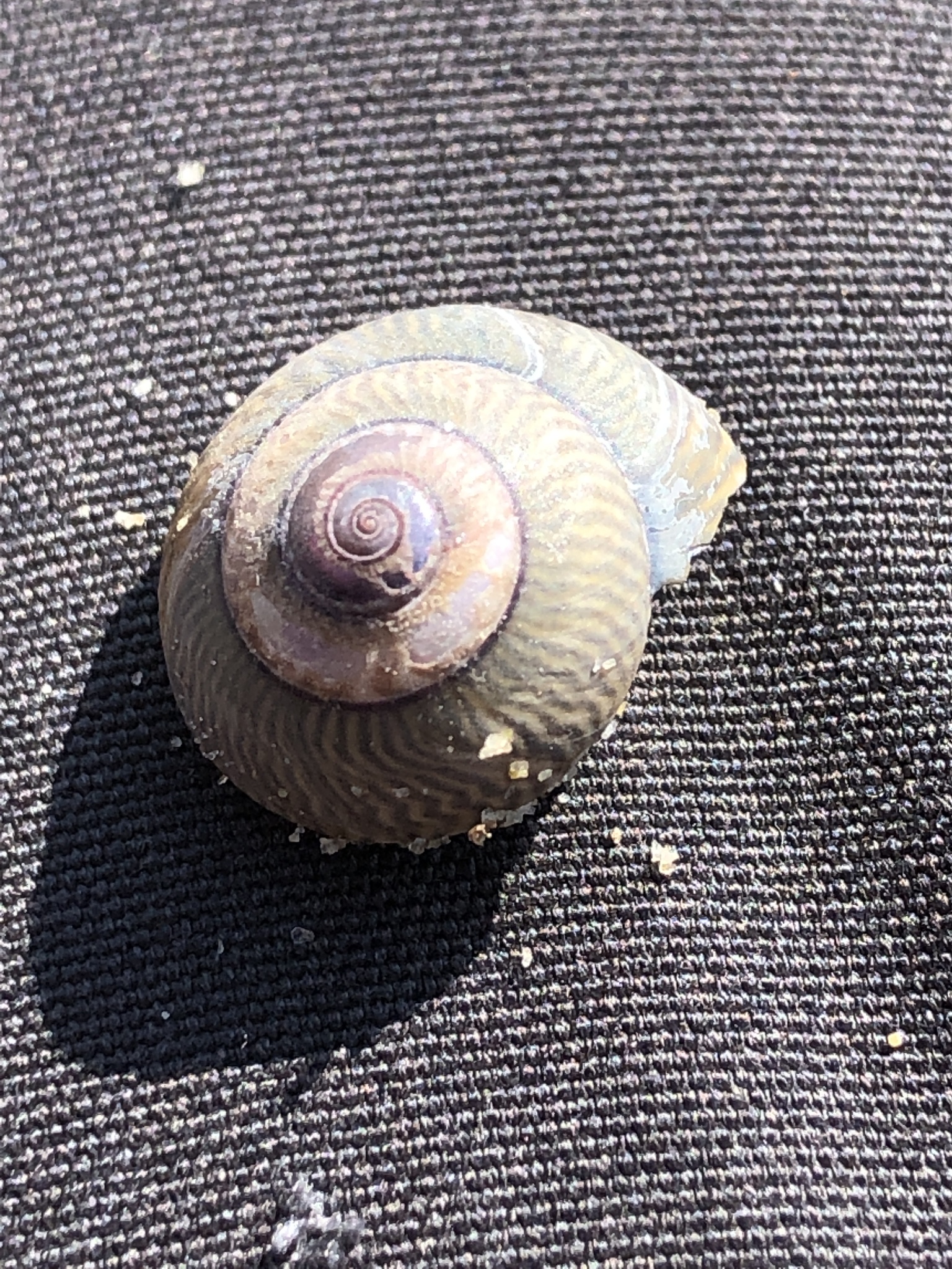 Umbonium thomasi (Crosse, 1863)