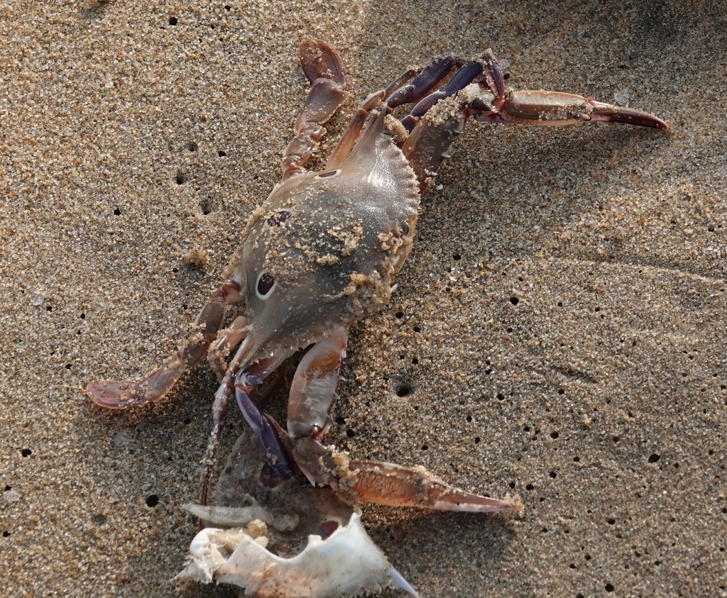 Three-spotted Swimmer Crab from Panayur Beach on January 30, 2022 at 04 ...