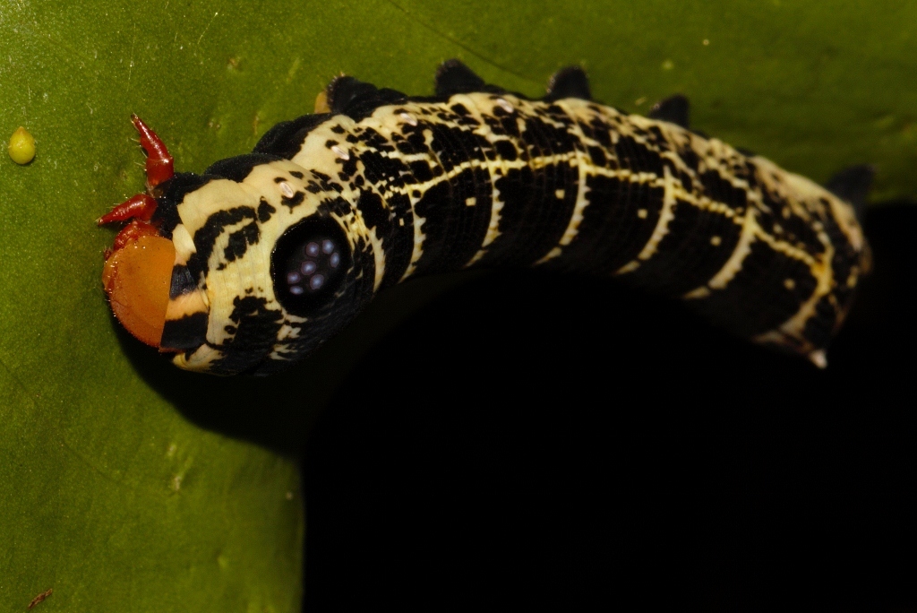 Hippotion osiris Dalman, 1823