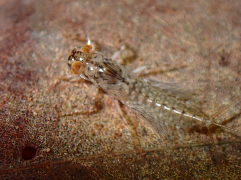 Leptophlebia from McDonald County, MO, USA (Mike's Creek Watershed) on ...