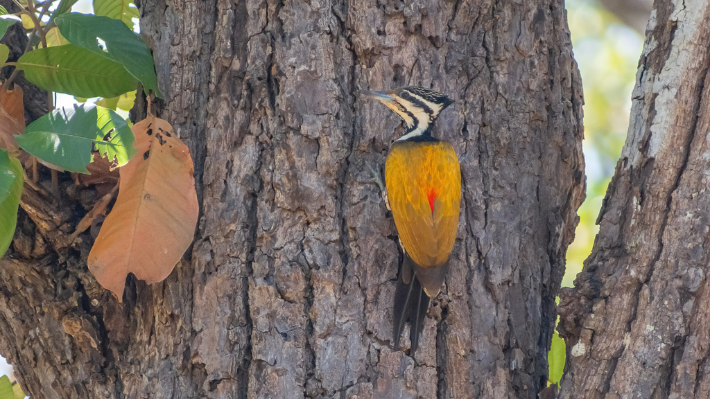 Common Flameback from Rabam, Lan Sak District, Uthai Thani, Thailand on ...