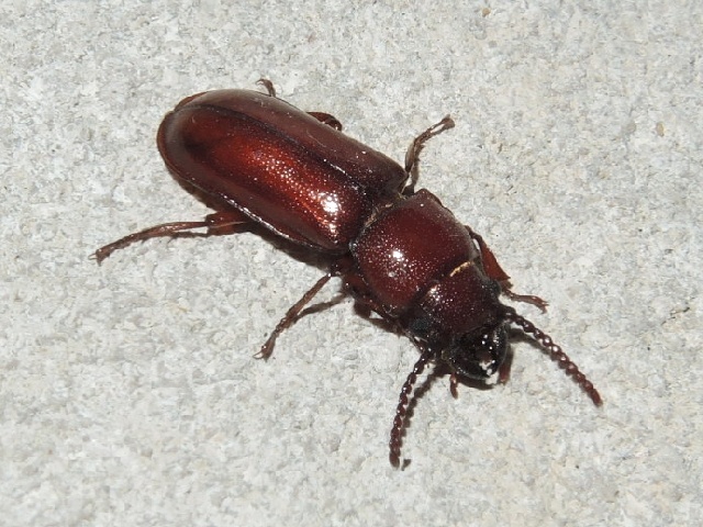 Pole Borer in July 2019 by privatenoaccess · iNaturalist