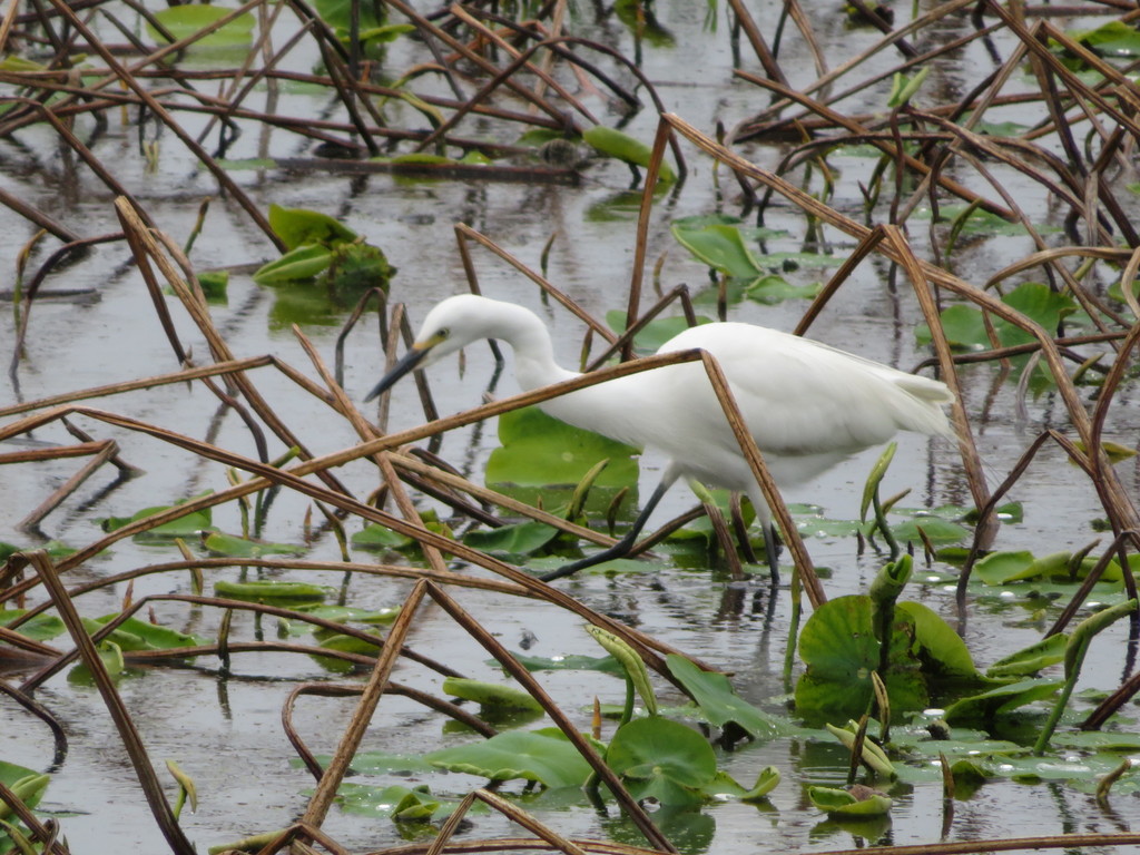 Little Egret from Tanakamachi, Tsuchiura, Ibaraki Prefecture 300-0049 ...