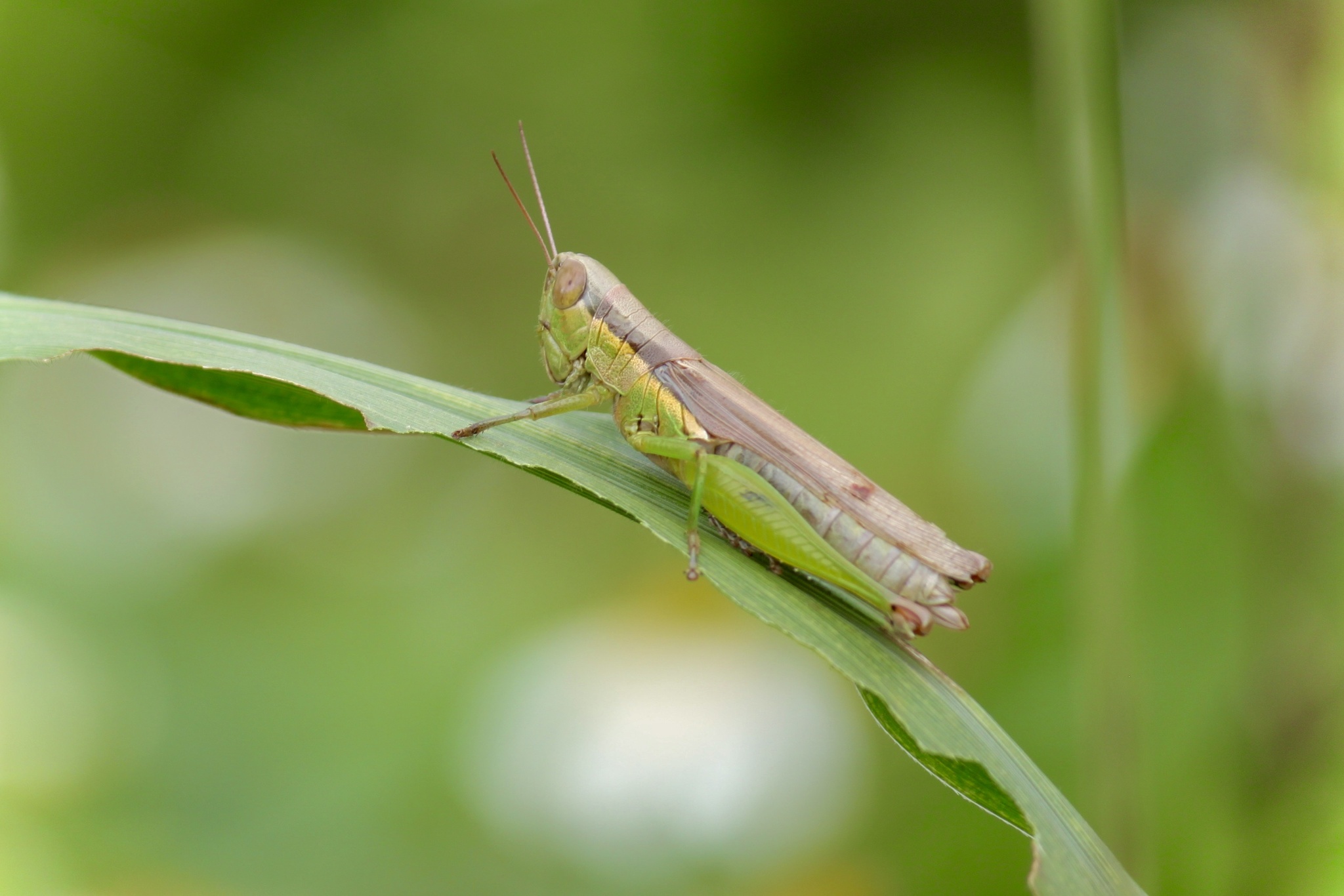 Oxya chinensis (Thunberg, 1815)