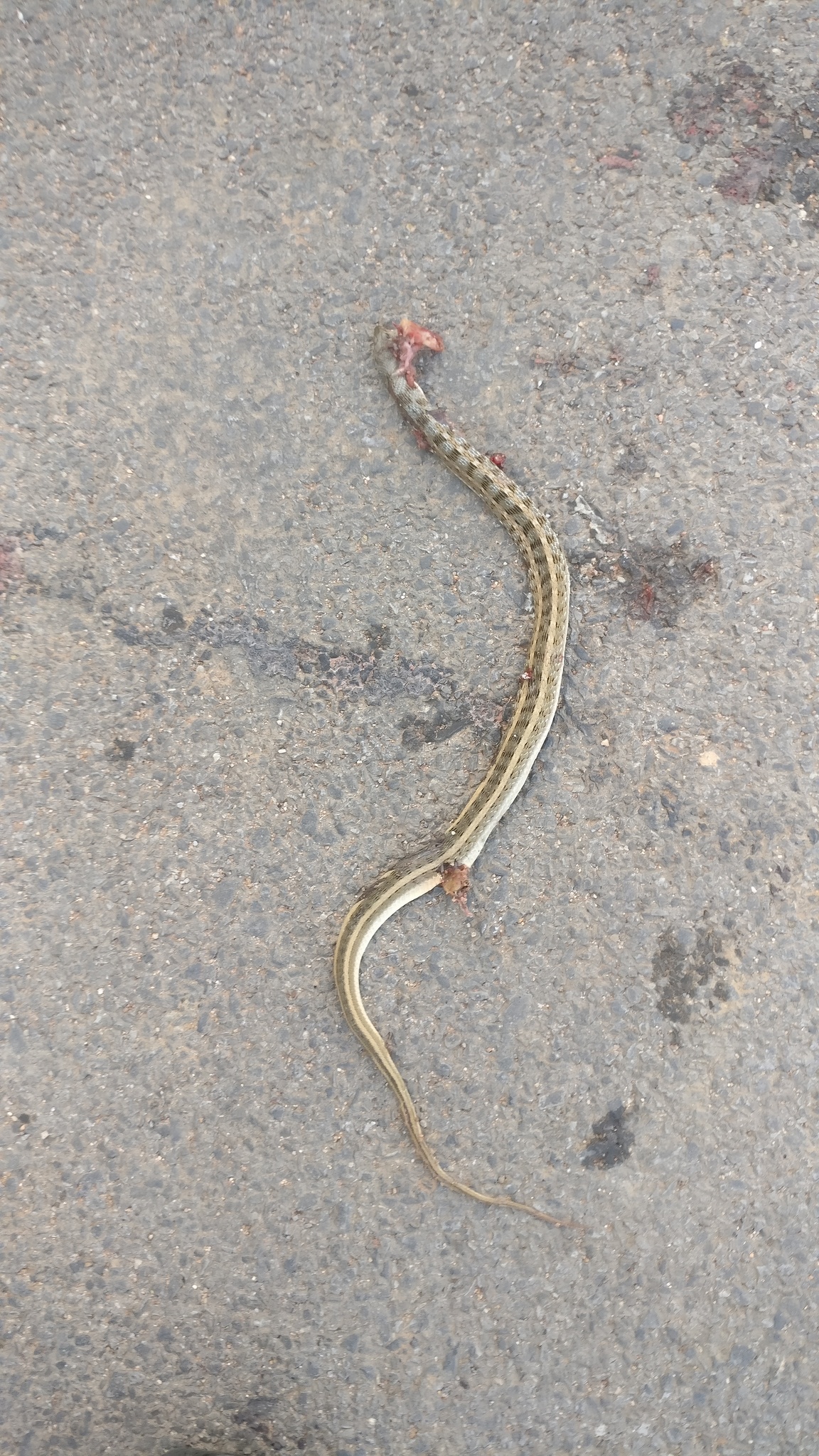 Amphiesma stolatum (Linnaeus, 1758)