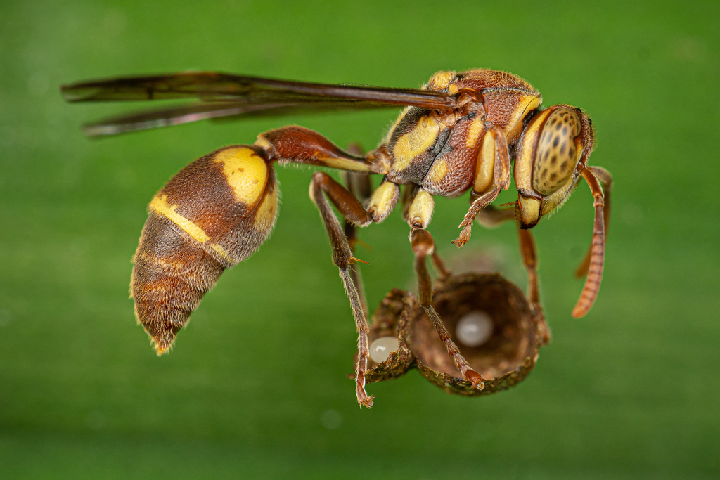 Ropalidia stigma from Гангодавила Юг, Nugegoda, Шри-Ланка on January 28 ...