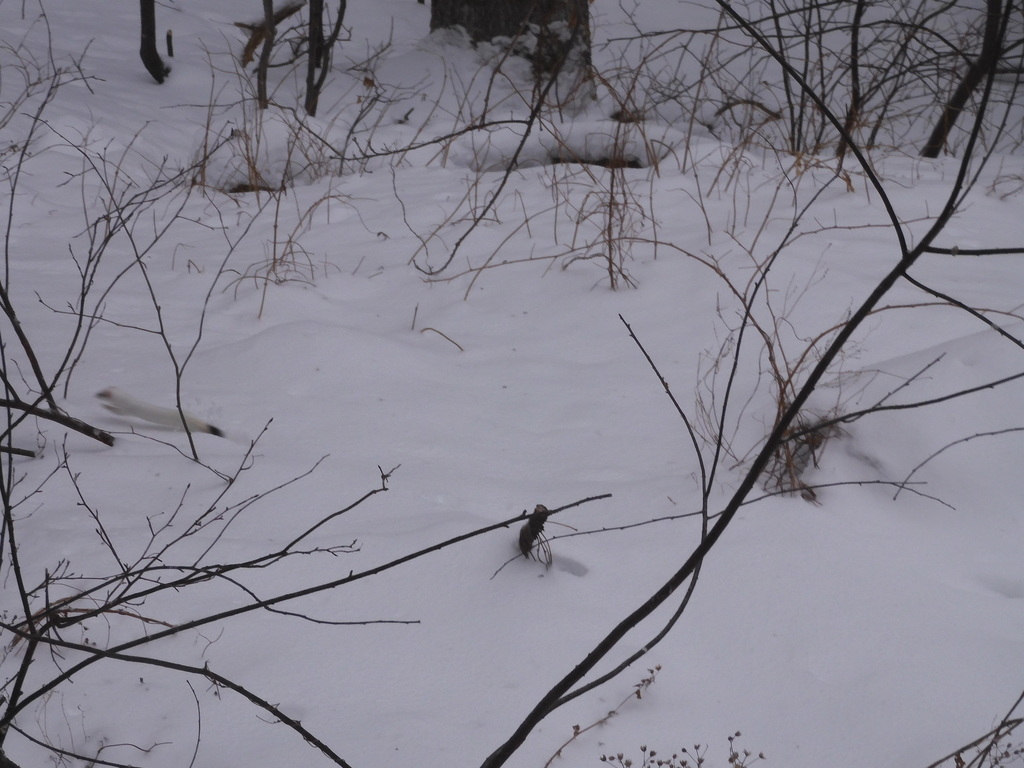 American Stoat from Nipissing District, ON, Canada on January 09, 2022 ...