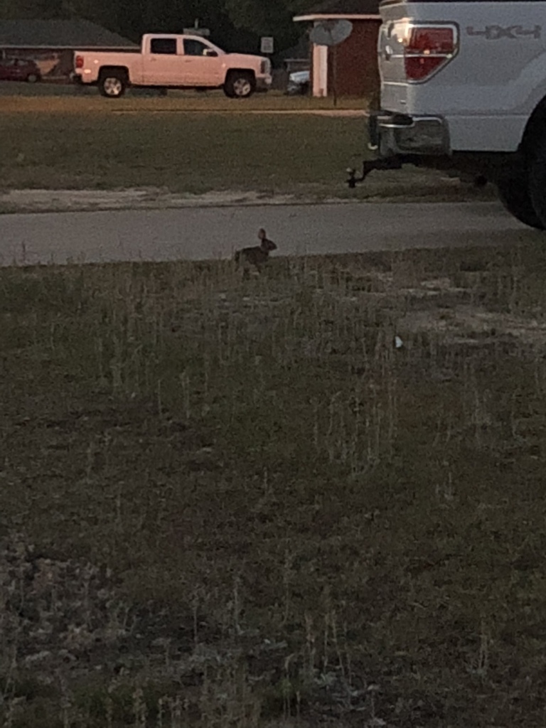 Eastern Cottontail in May 2018 by kdg · iNaturalist