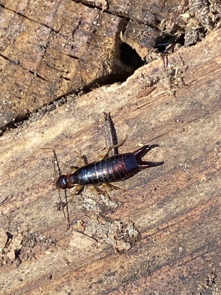 Ring-legged Earwig from David Fort Rd, Argyle, TX, US on January 30 ...